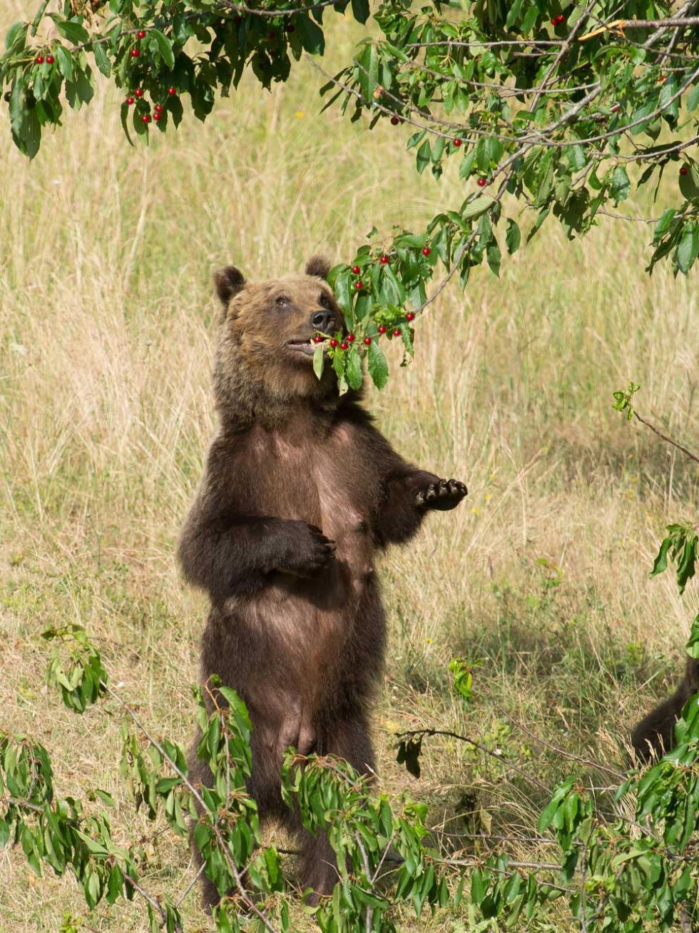 Homepage - Salviamo l'Orso