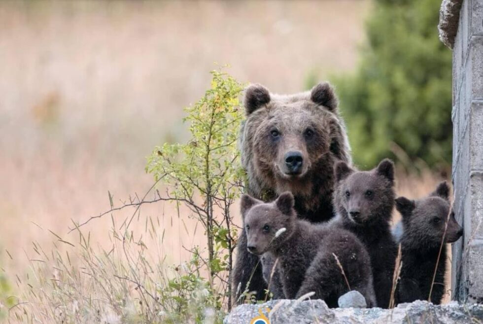 Killing of Orsa Amarena: the Public Prosecutor's Office of Avezzano ...